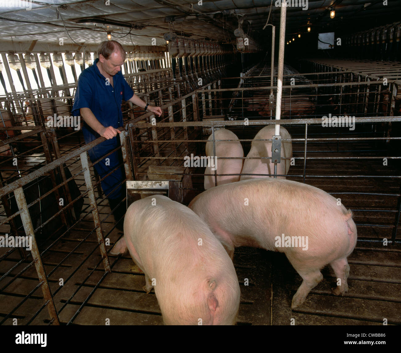 Indoor housing of animals hi-res stock photography and images - Alamy