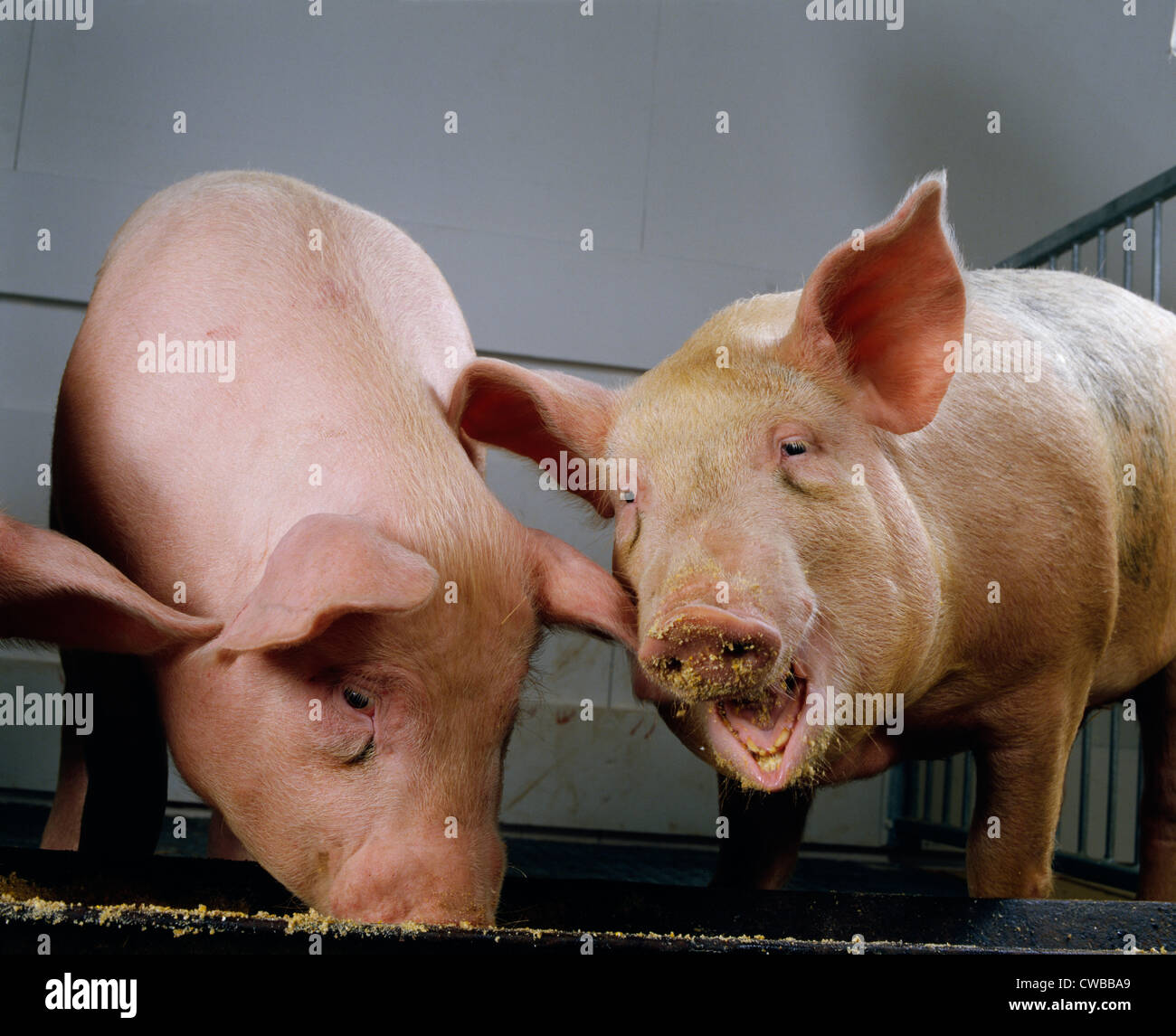 Hog pig swine talking hi-res stock photography and images - Alamy