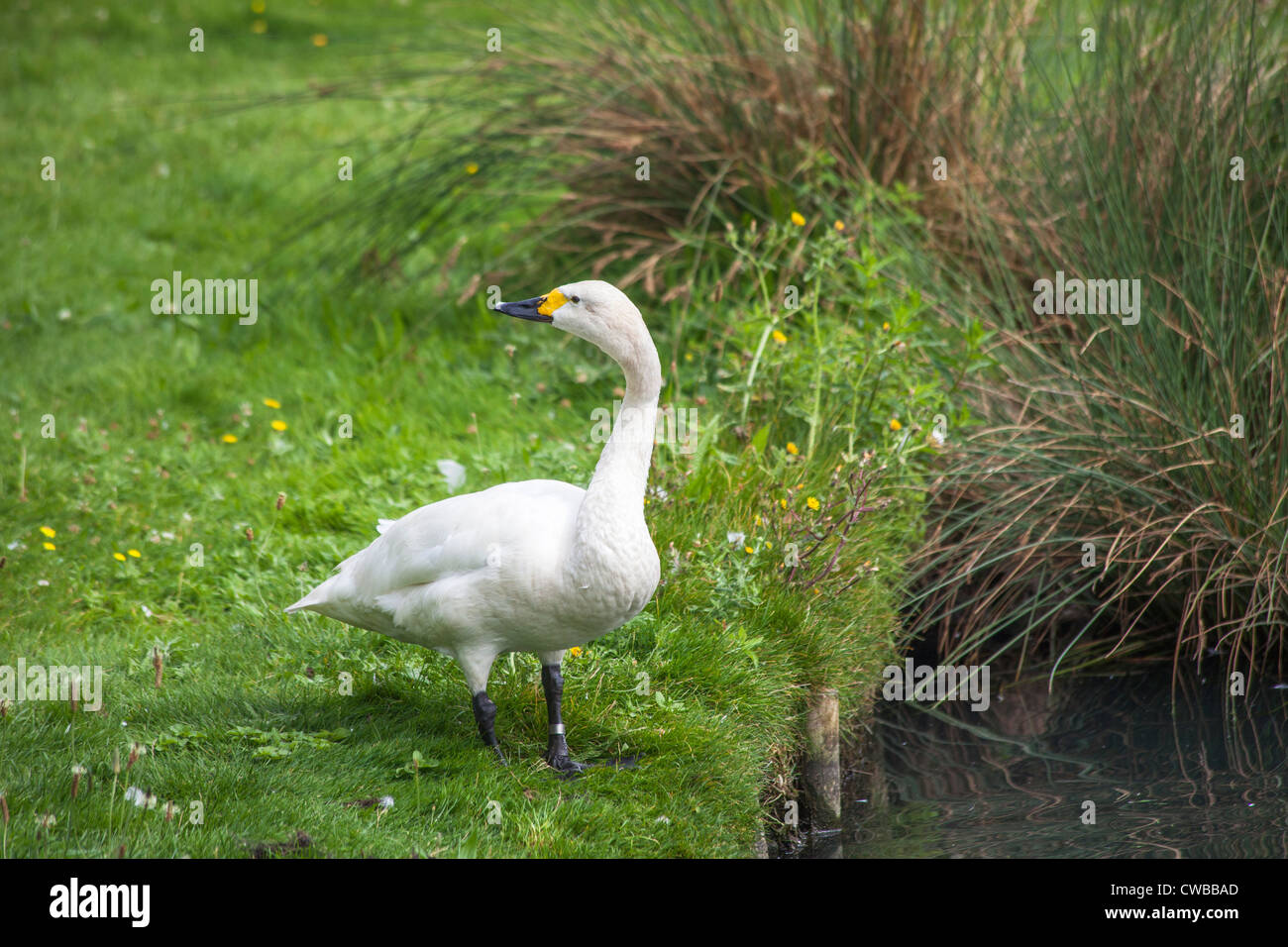 Bewick's swan (Cygnus bewickii) at Wildfowl & Wetlands Trust, Barnes ...