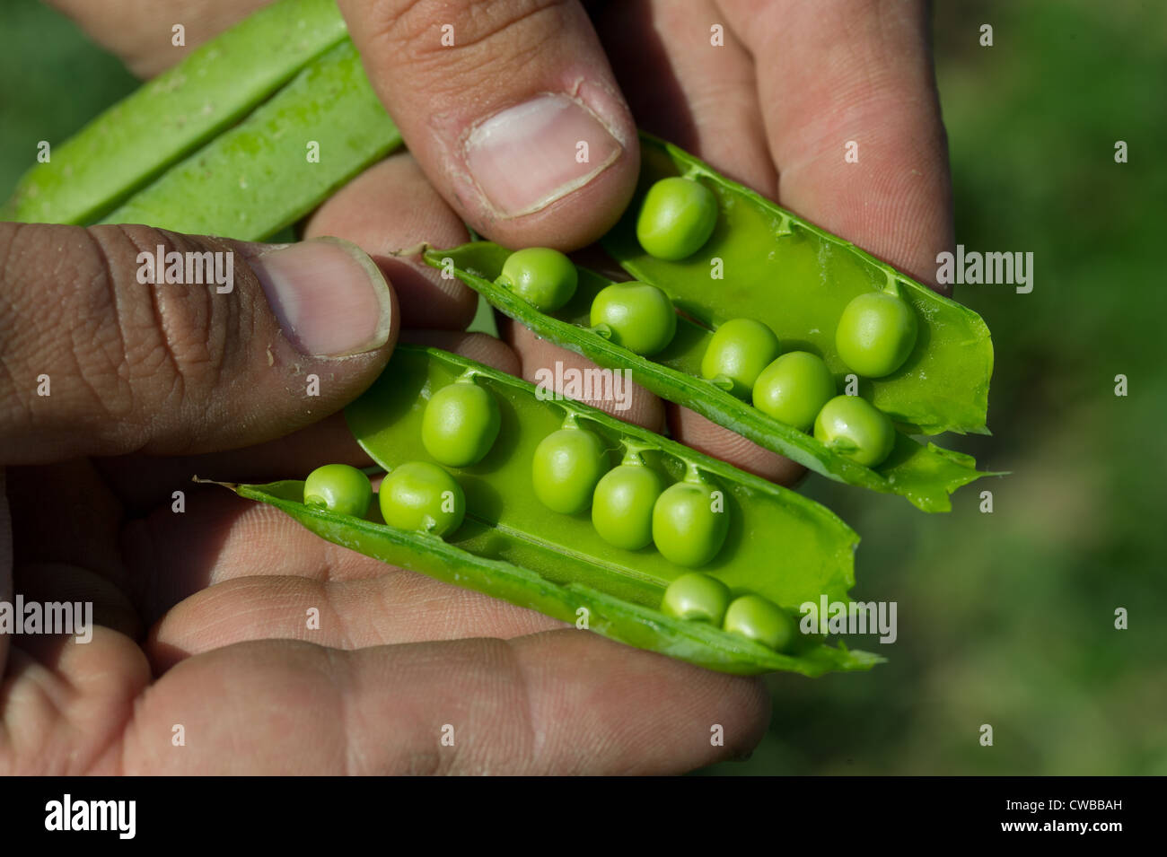 Farmer opening up seed pod of crop harvest on farm Stock Photo - Alamy