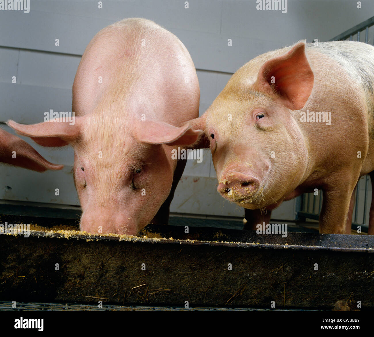 Hog pig swine talking hi-res stock photography and images - Alamy