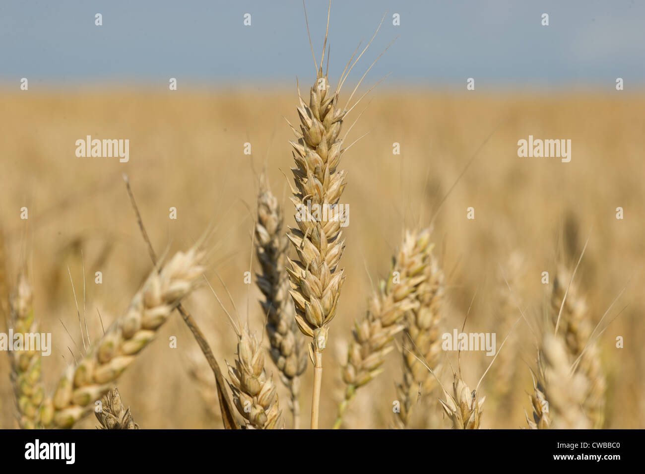 Stalks of grain hi-res stock photography and images - Alamy