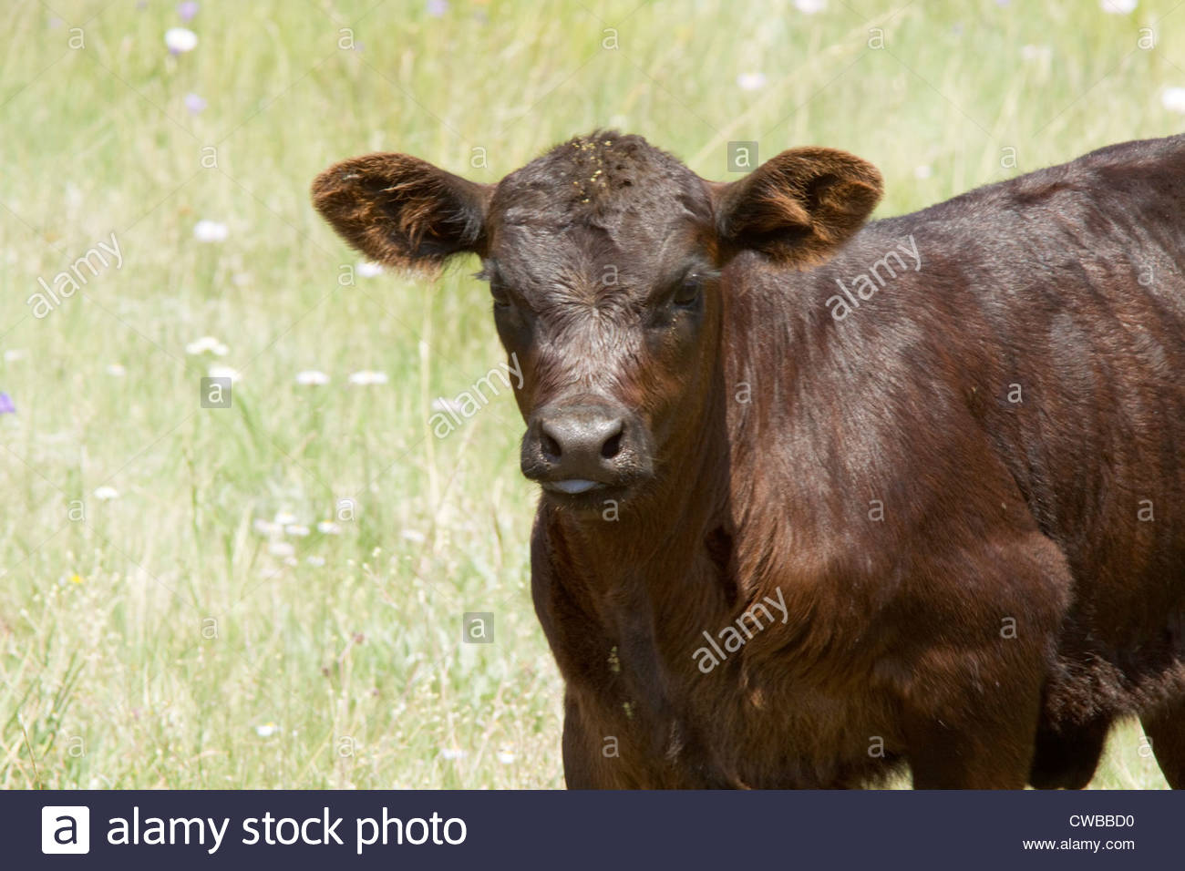 Steer Head Stock Photos & Steer Head Stock Images - Alamy