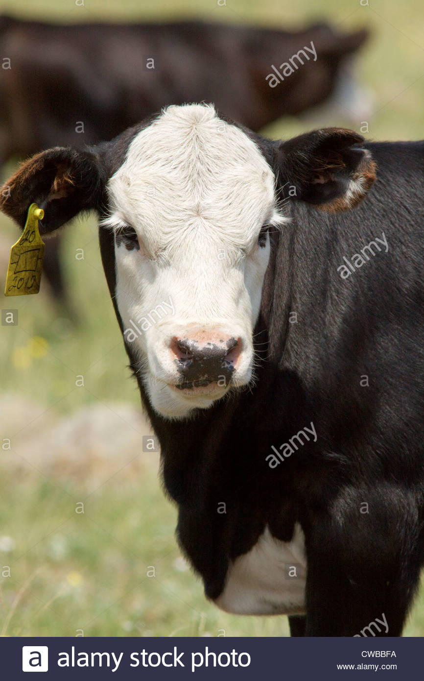 Steer Head Stock Photos & Steer Head Stock Images - Alamy