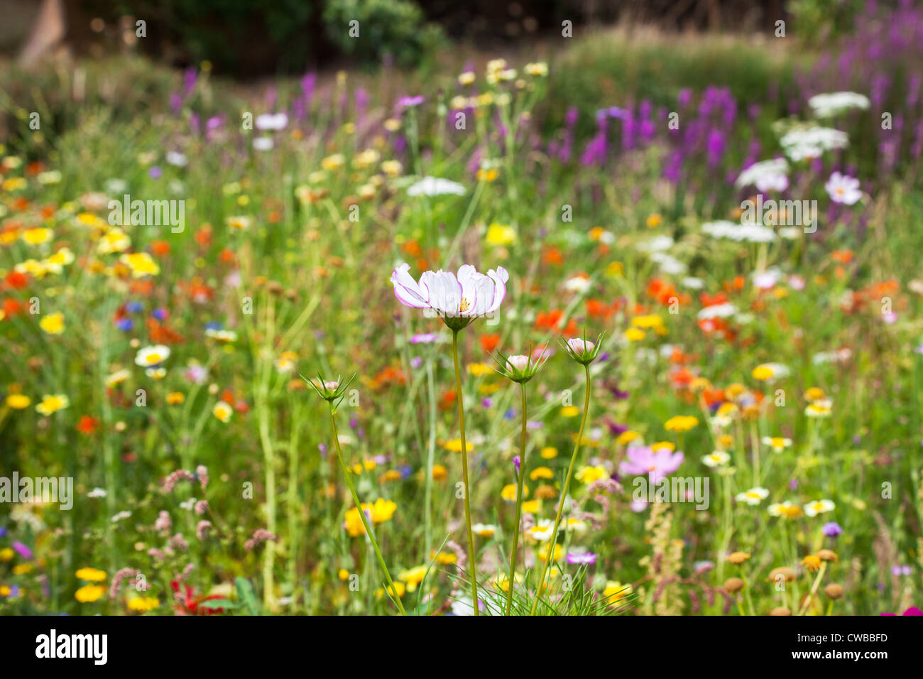 Uk wild flowers hi-res stock photography and images - Alamy