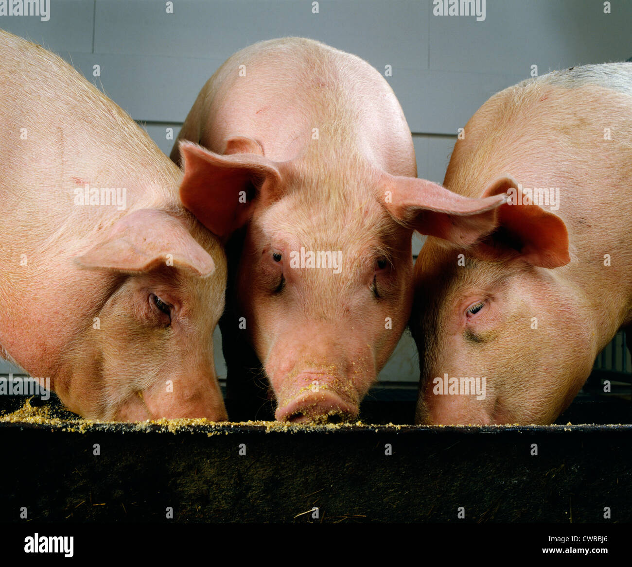 Pig feeder hi-res stock photography and images - Alamy