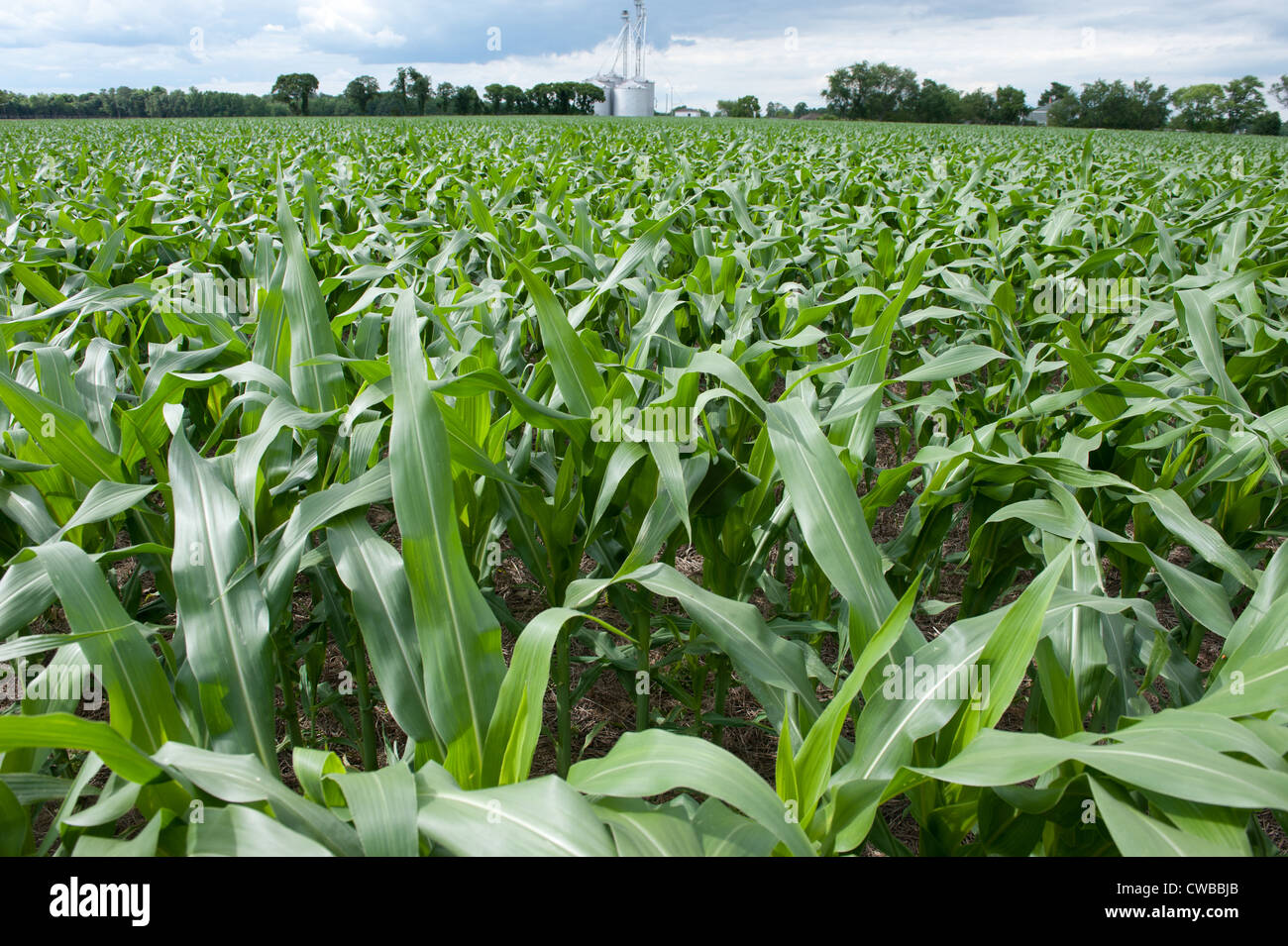 Farm crop hi-res stock photography and images - Alamy
