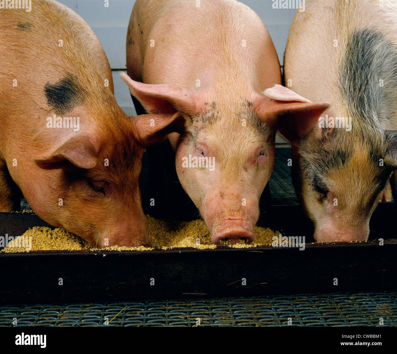 Market weight hog hi-res stock photography and images - Alamy