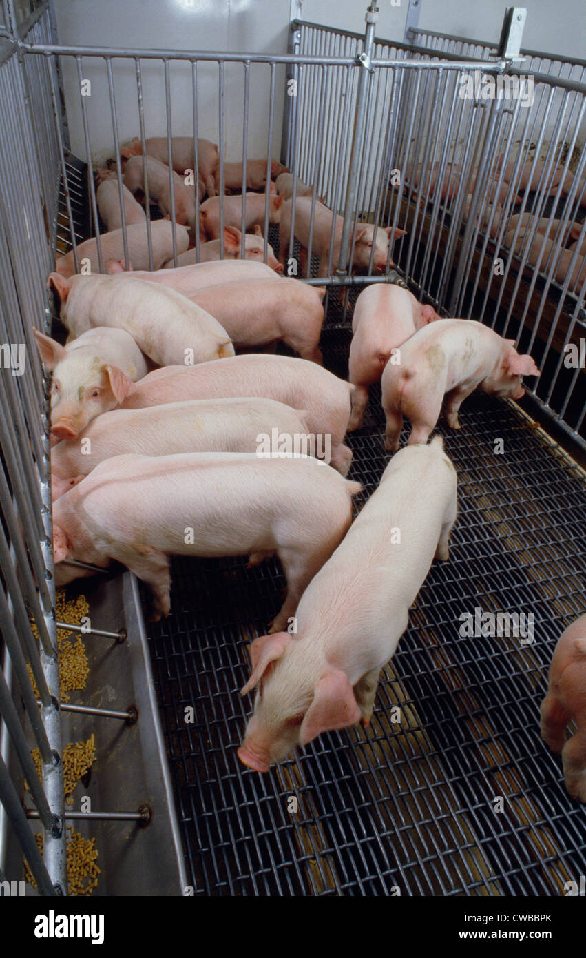 3 WEEK OLD CROSS BREED FEEDER PIGS IN NEW NURSERY / PENNSYLVANIA Stock ...