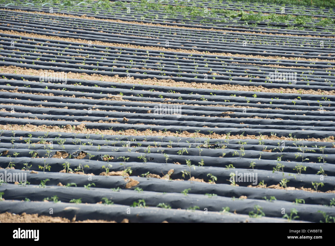 Plastic covered rows of farm field Stock Photo - Alamy