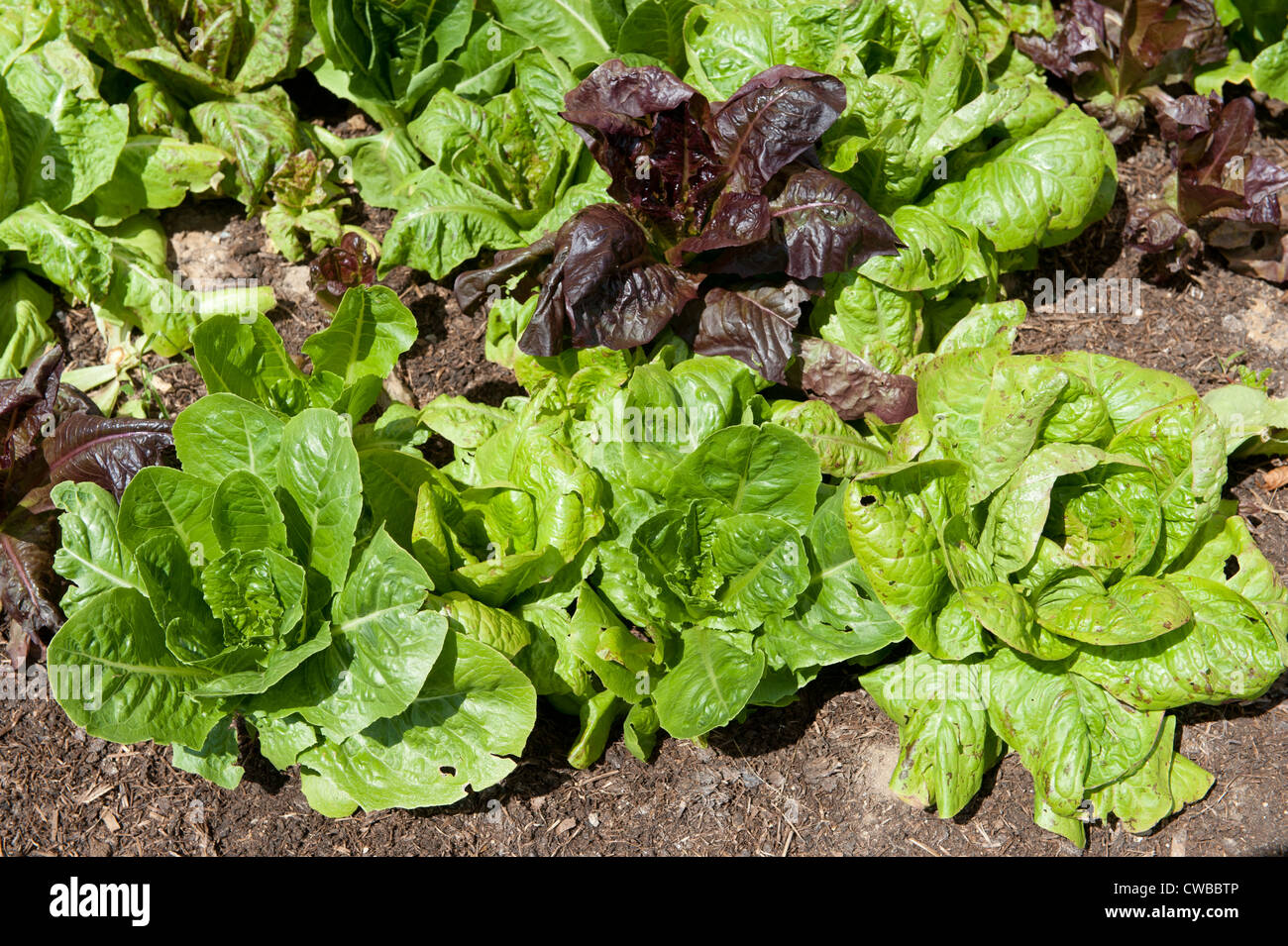 Leafy green vegetables Stock Photo - Alamy