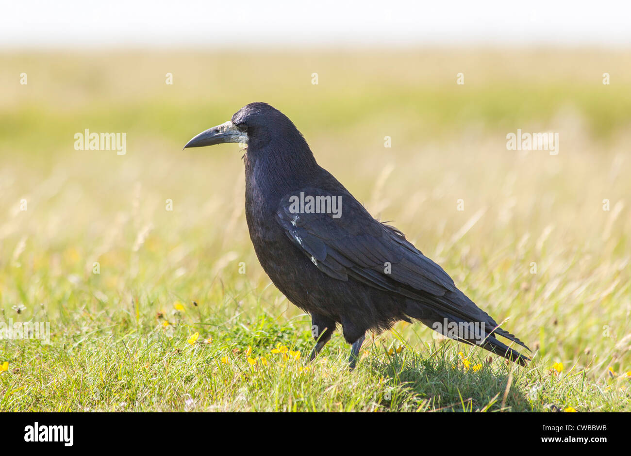 Isle of wight birdlife hi-res stock photography and images - Alamy