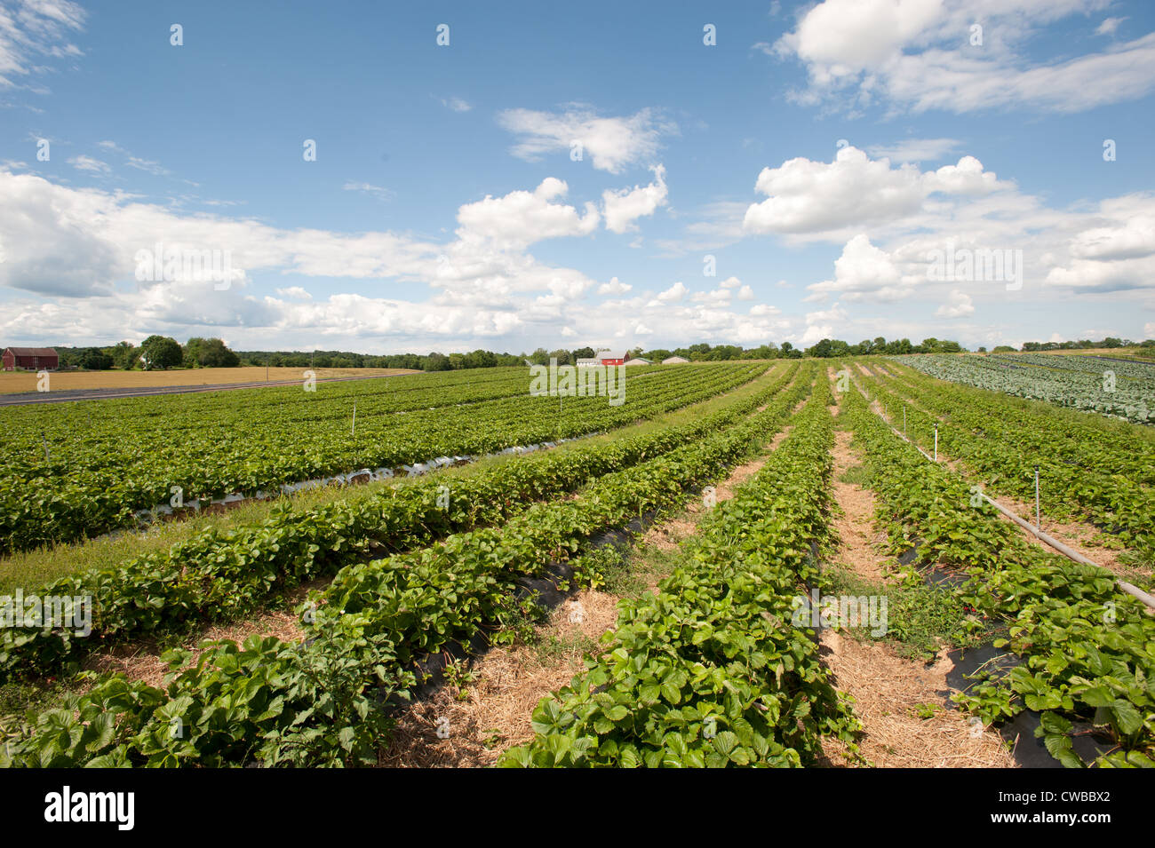 Rows of crops on farm Stock Photo - Alamy