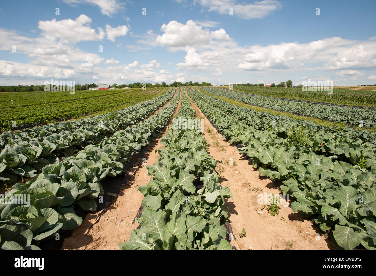 Rows of crops on farm Stock Photo - Alamy