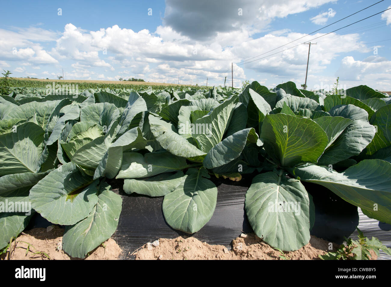 Farm crop crops hi-res stock photography and images - Alamy