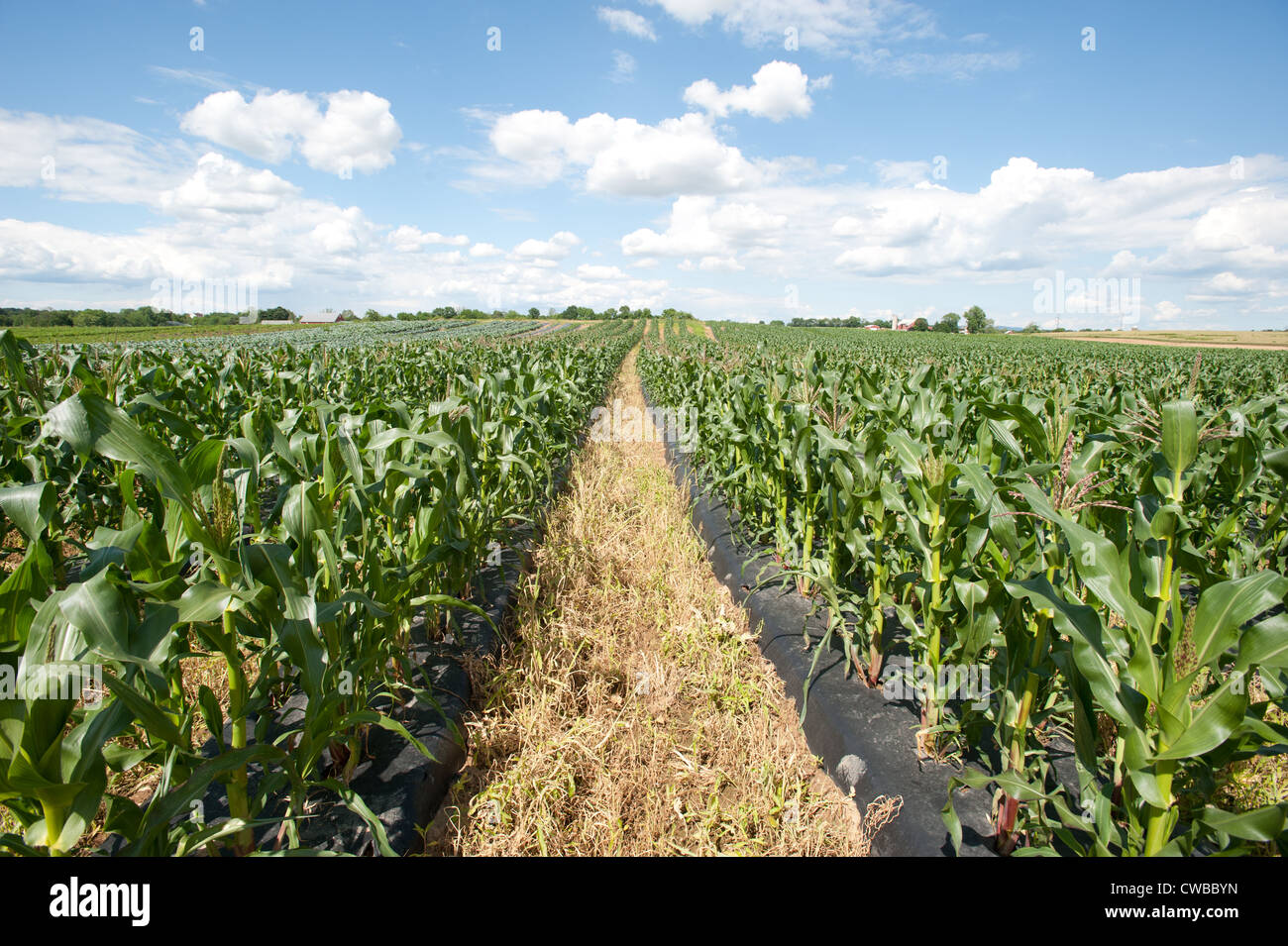 Farm crops field rows hi-res stock photography and images - Alamy