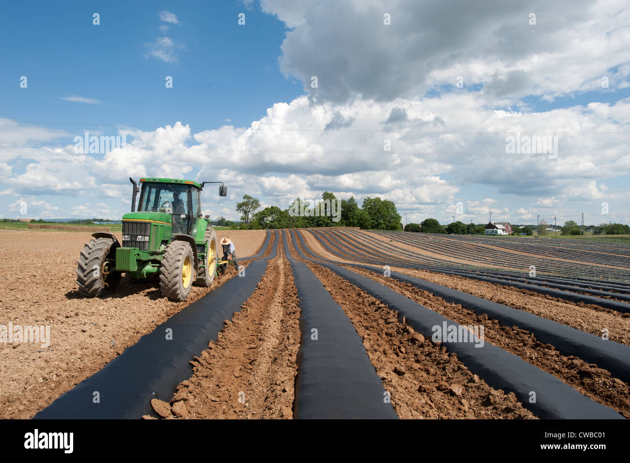 Rows of crops on farm Stock Photo - Alamy