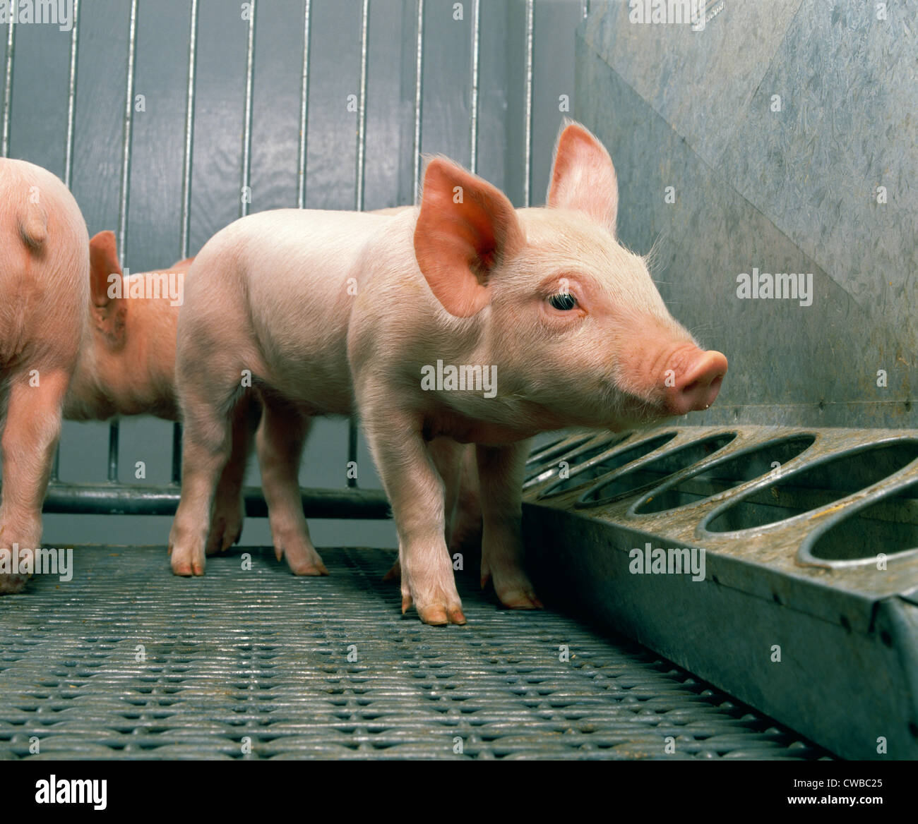 20-25 LB., 4 WEEK FEEDER PIGS / PENNSYLVANIA Stock Photo - Alamy