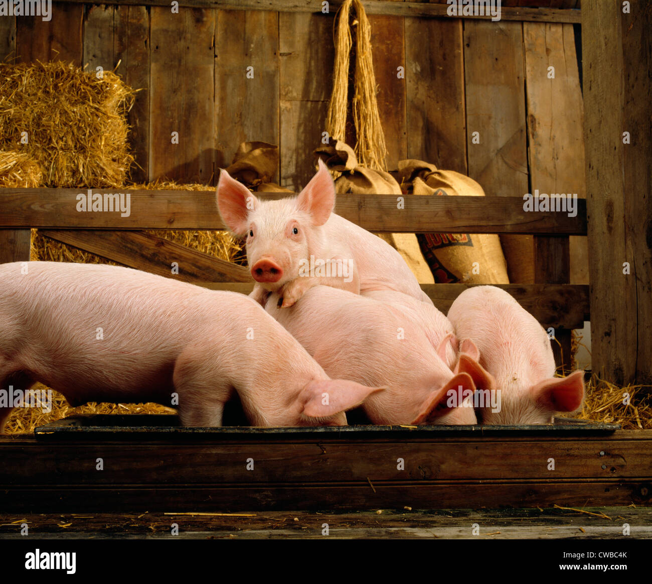 Six feeder hi-res stock photography and images - Alamy