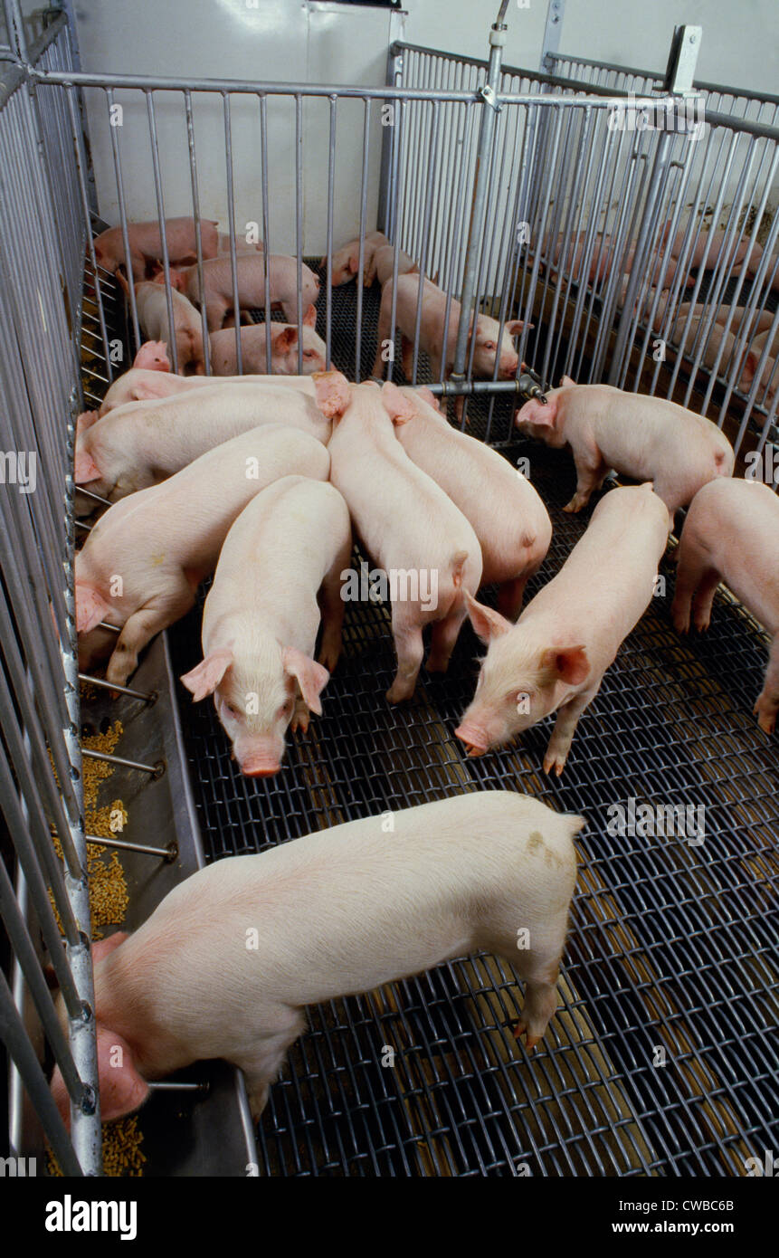 Cross Pigs Crossroads Genetics – Cryosires