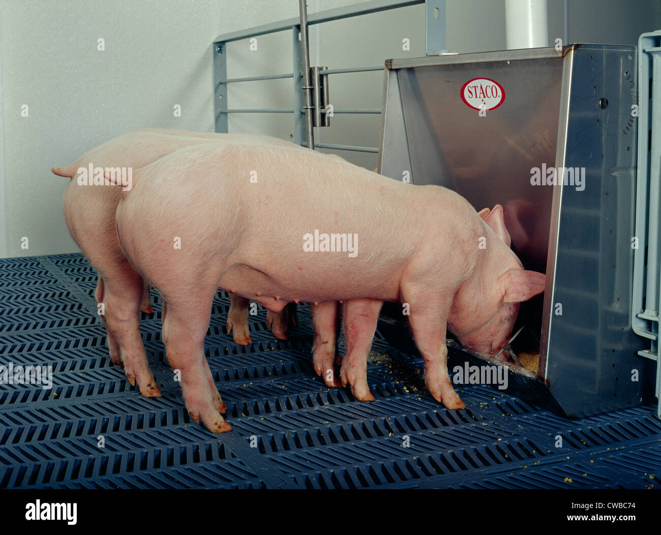 Nursery pigs hi-res stock photography and images - Alamy