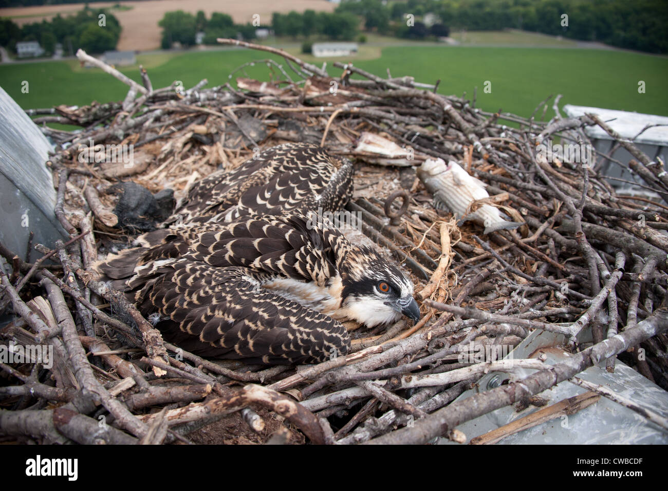 Osprey nest hi-res stock photography and images - Alamy