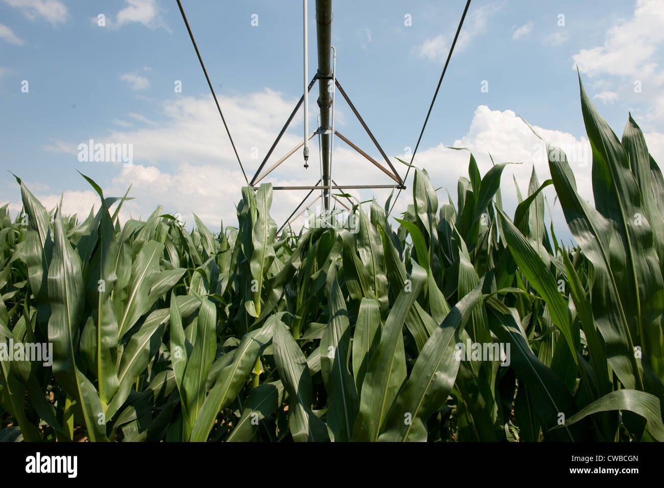 Corn crop farming hi-res stock photography and images - Alamy