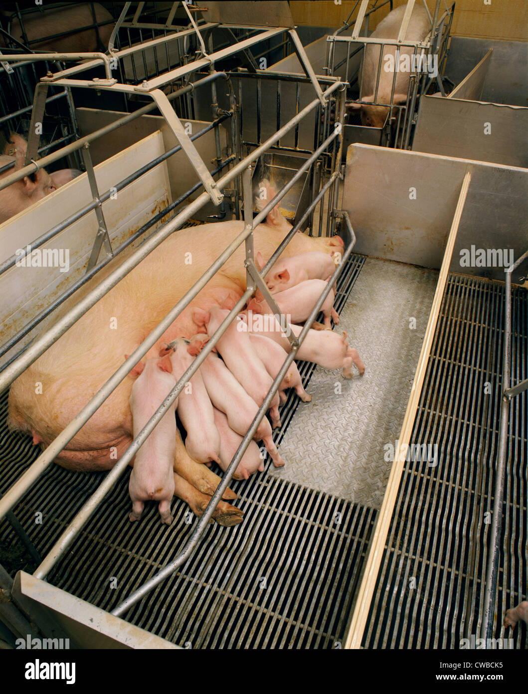 Farrowing House High Resolution Stock Photography and Images - Alamy