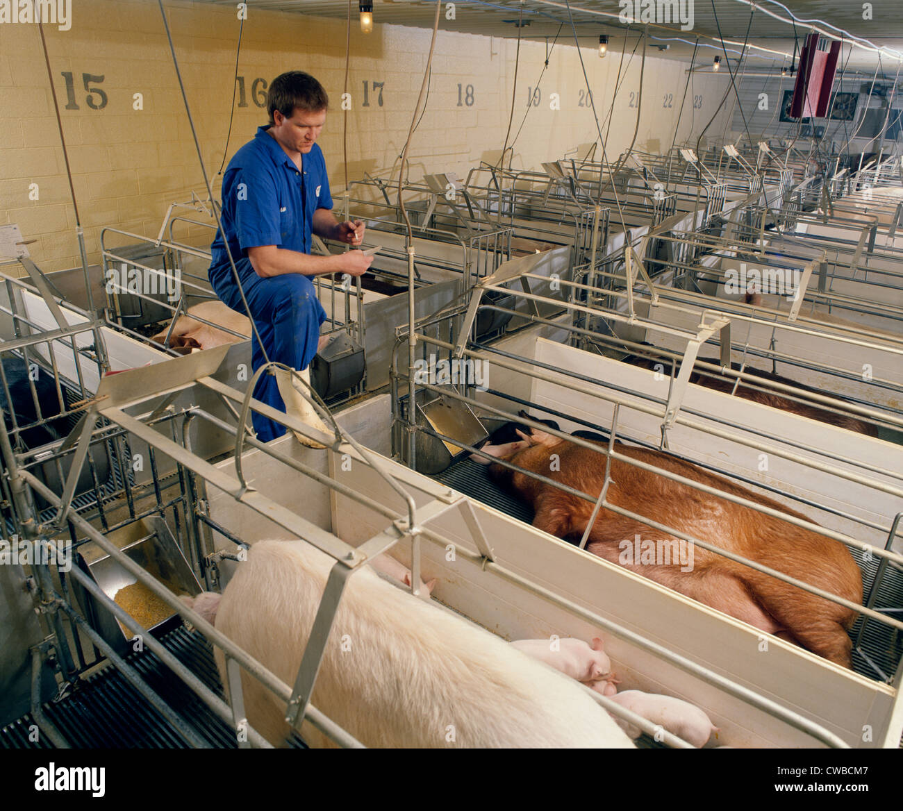 Farrowing crate hi-res stock photography and images - Alamy