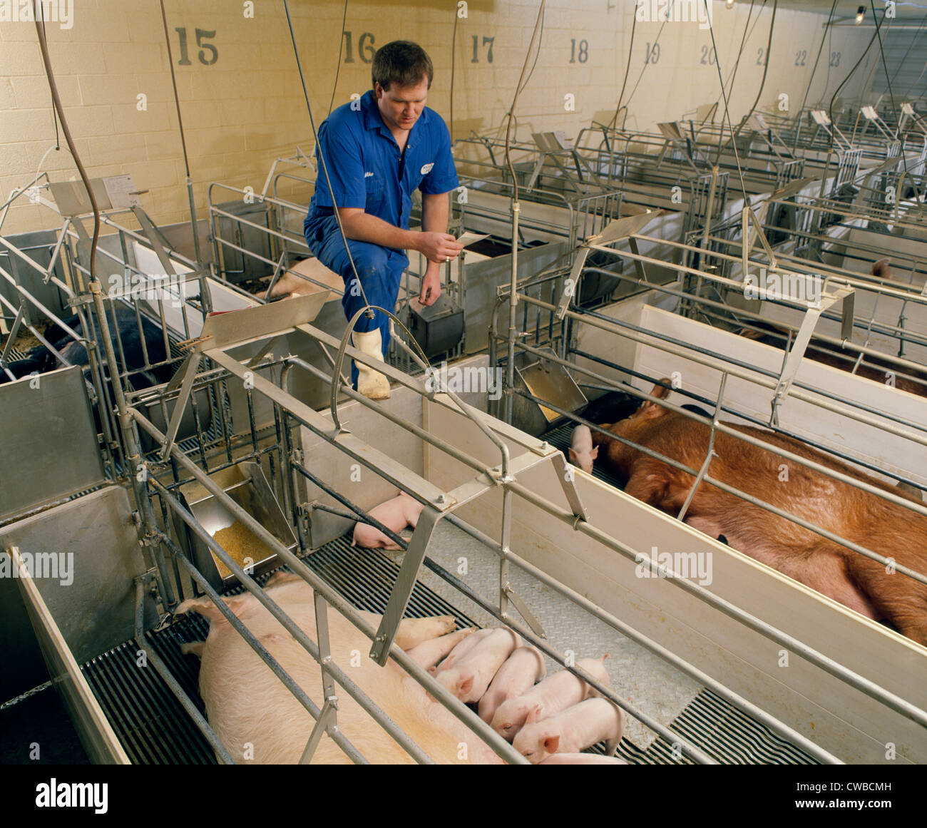 Pig farrowing house hi-res stock photography and images - Alamy
