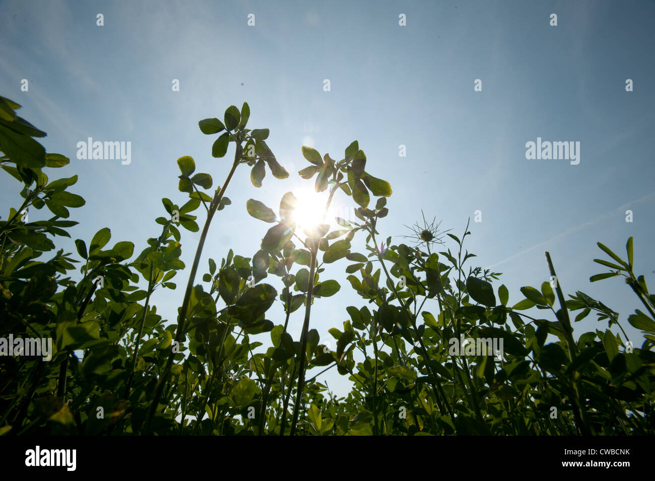 Medicago sativa hi-res stock photography and images - Alamy
