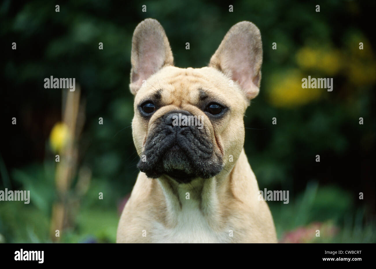 Boule dog hi-res stock photography and images - Alamy