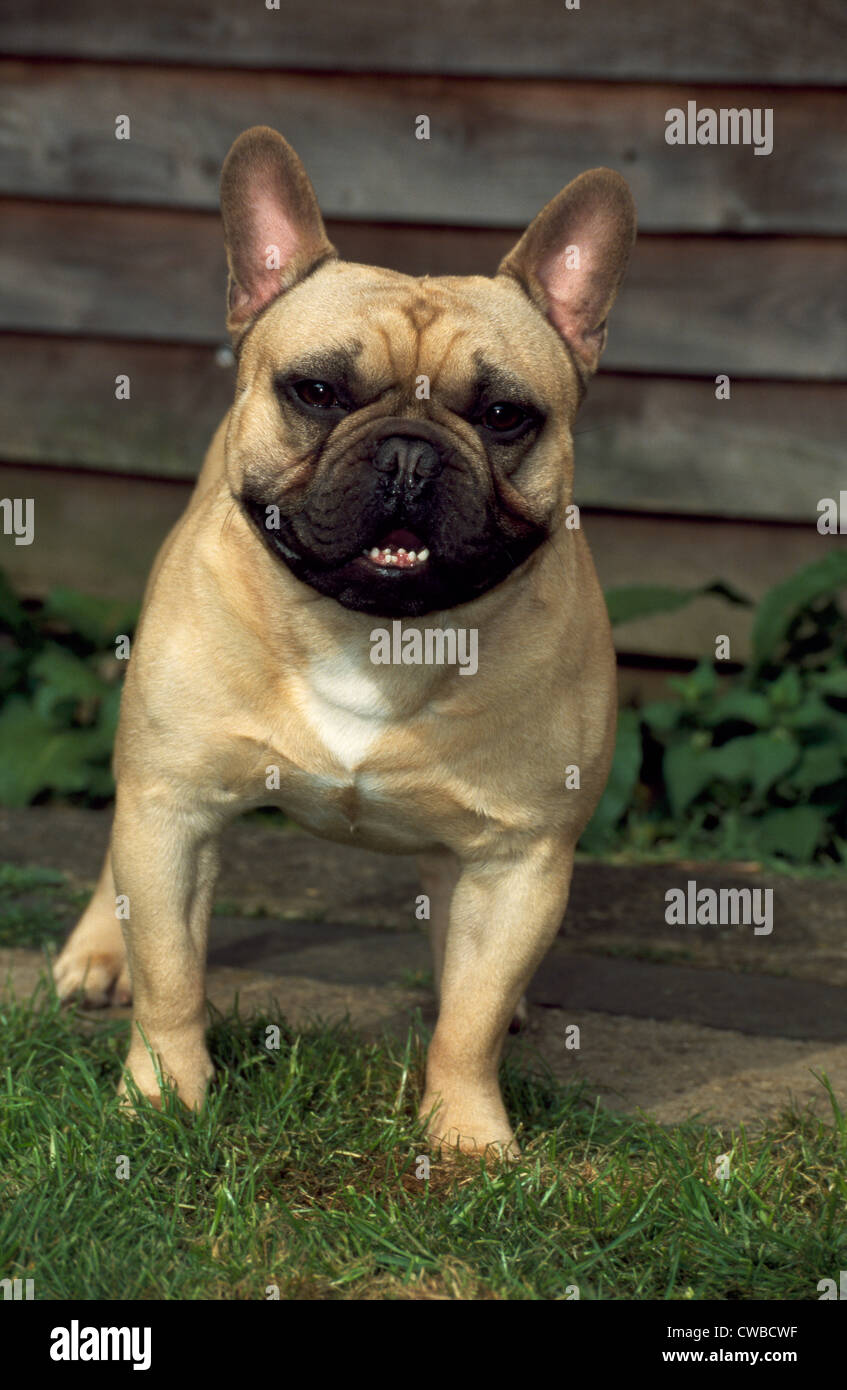 Boule dog hi-res stock photography and images - Alamy