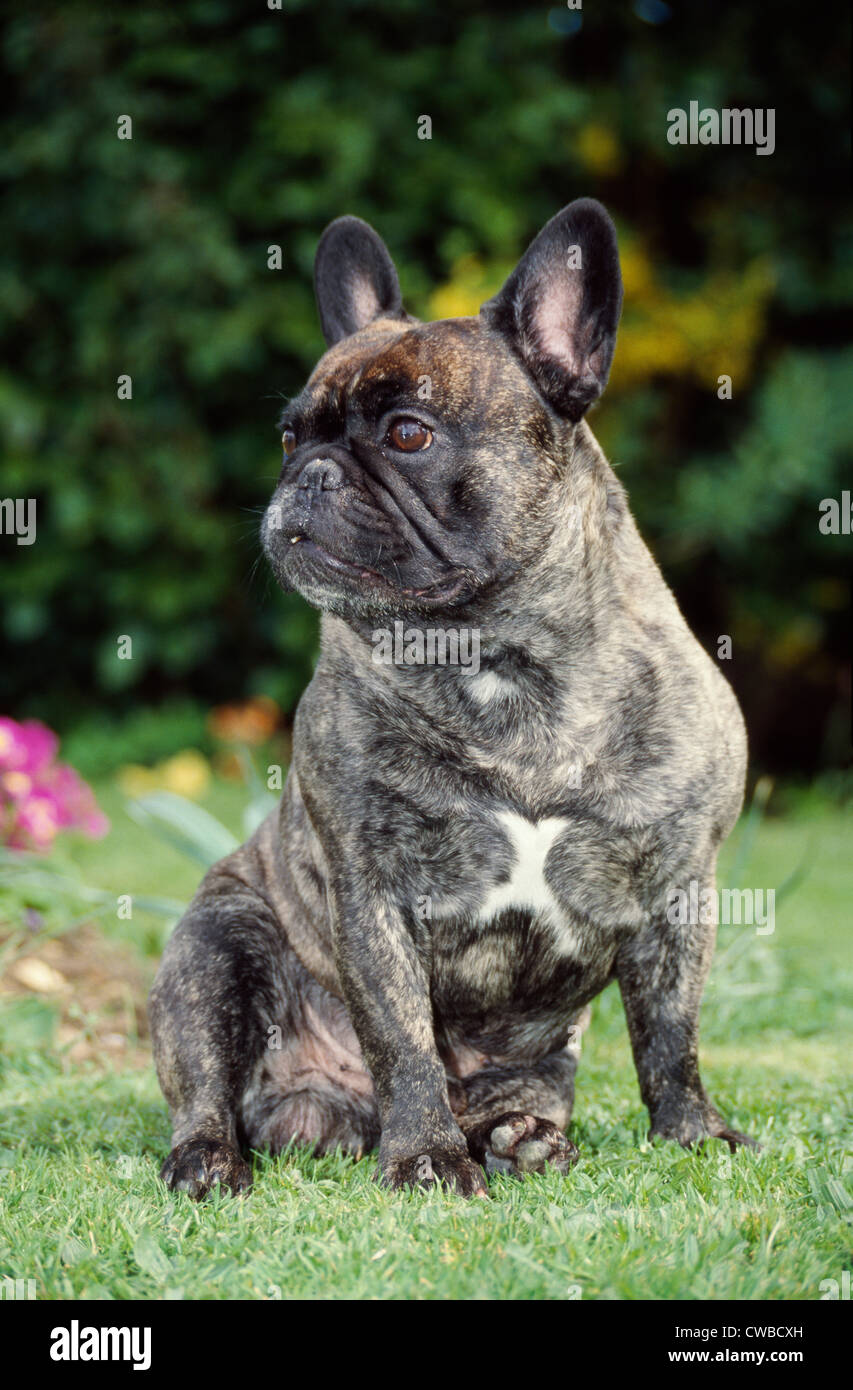 Boule dog hi-res stock photography and images - Alamy