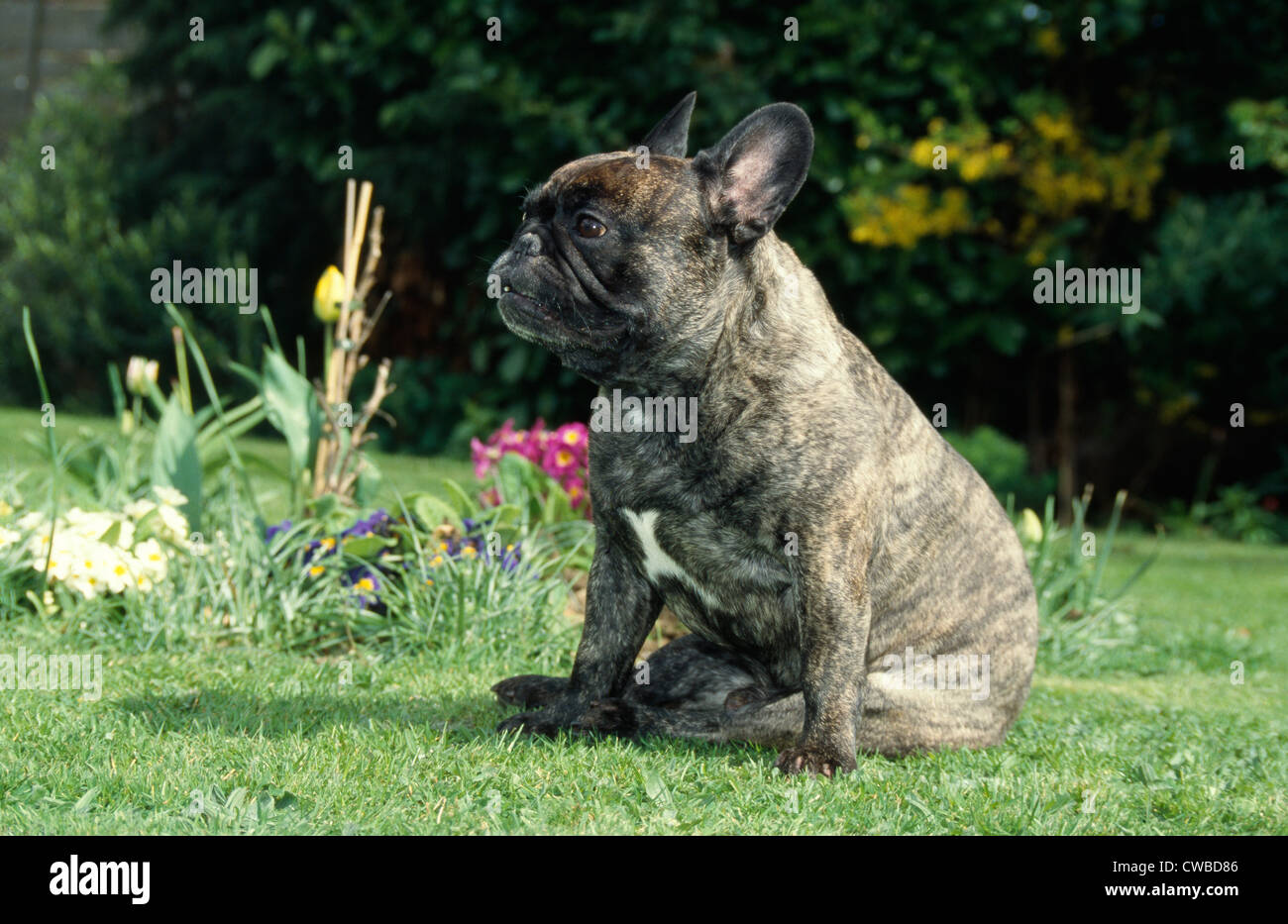 SIDE VIEW OF BRINDLE FRENCH BULLDOG SITTING IN YARD / IRELAND Stock ...