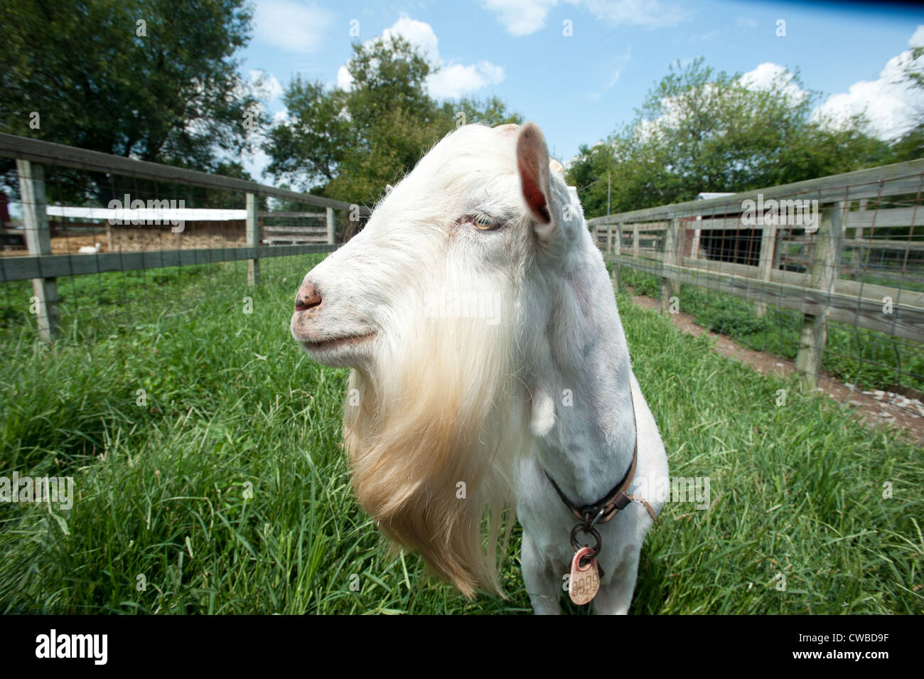 Dairy goat farm breeder and cheese producers Stock Photo - Alamy