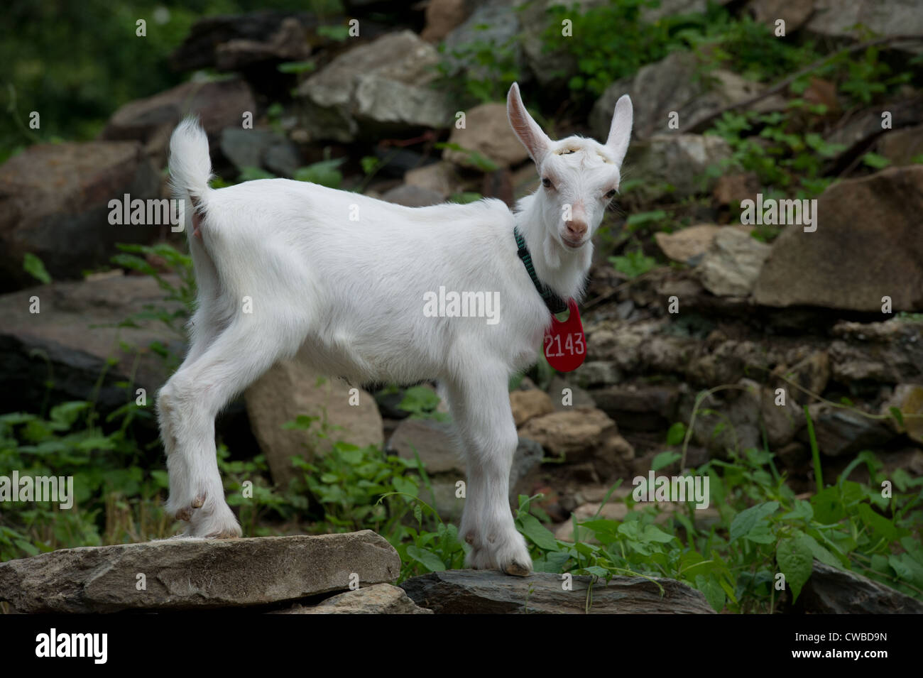 Goat dairy farming hi-res stock photography and images - Alamy