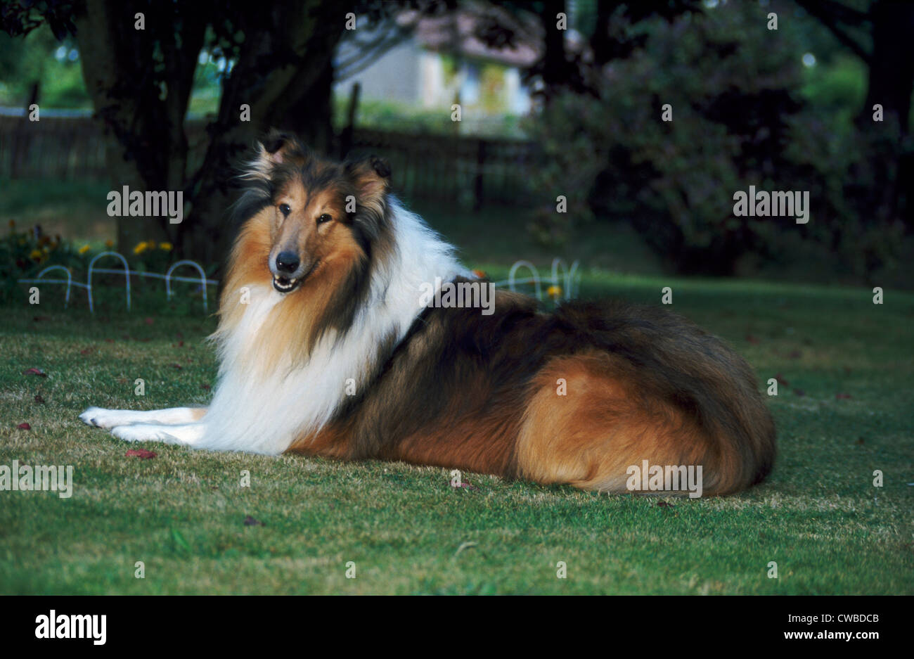ROUGH COLLIE / IRELAND Stock Photo - Alamy
