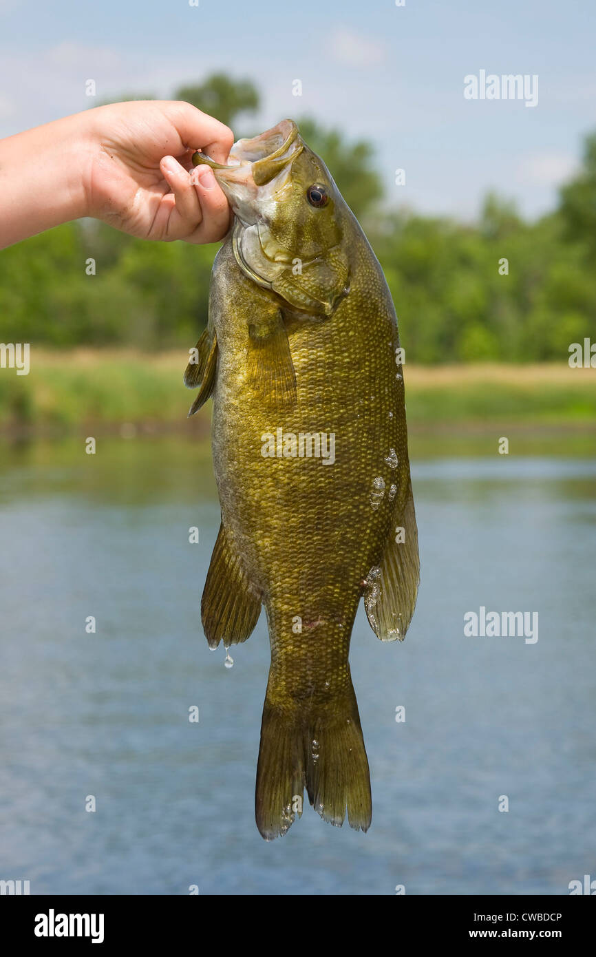 Baby Smallmouth Bass