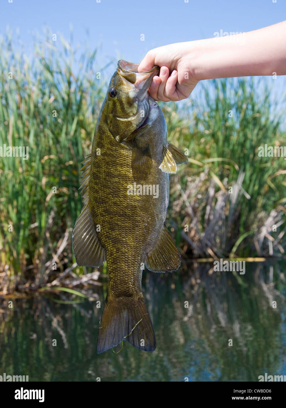 Smallmouth bass hi-res stock photography and images - Alamy