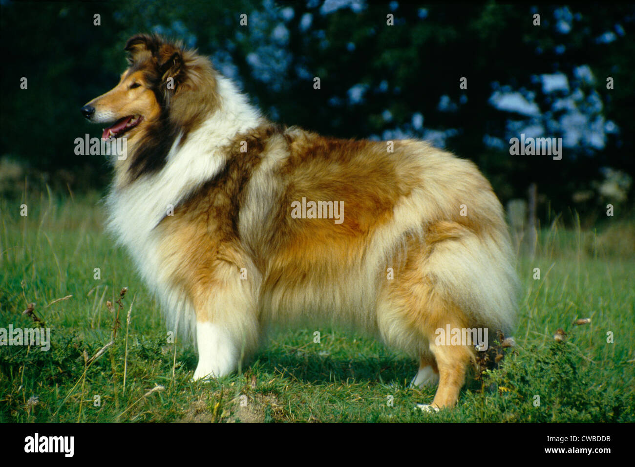 SIDE VIEW OF A BEAUTIFUL ROUGH COLLIE STANDING IN YARD Stock Photo - Alamy
