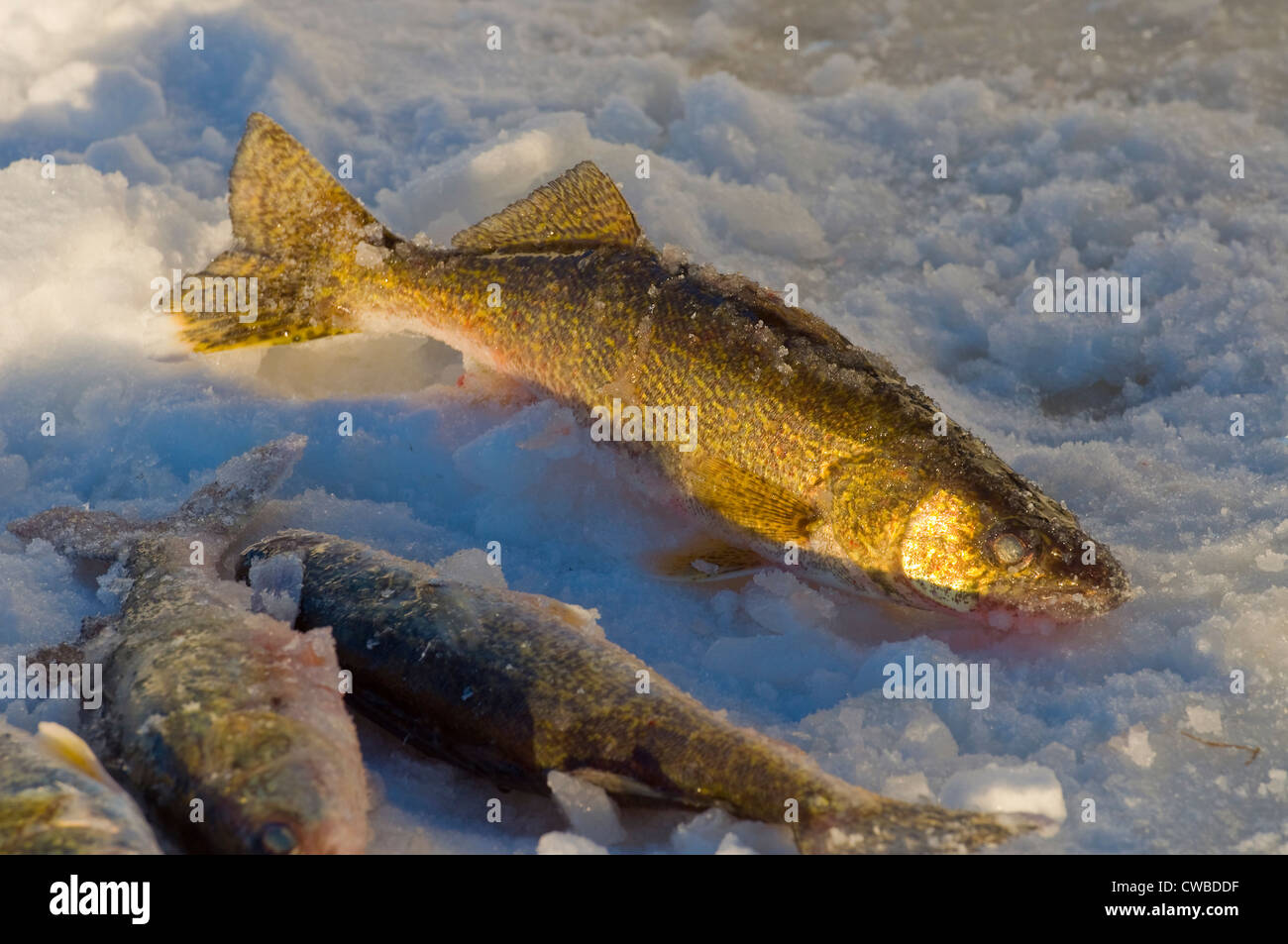 Walleyes hi-res stock photography and images - Alamy
