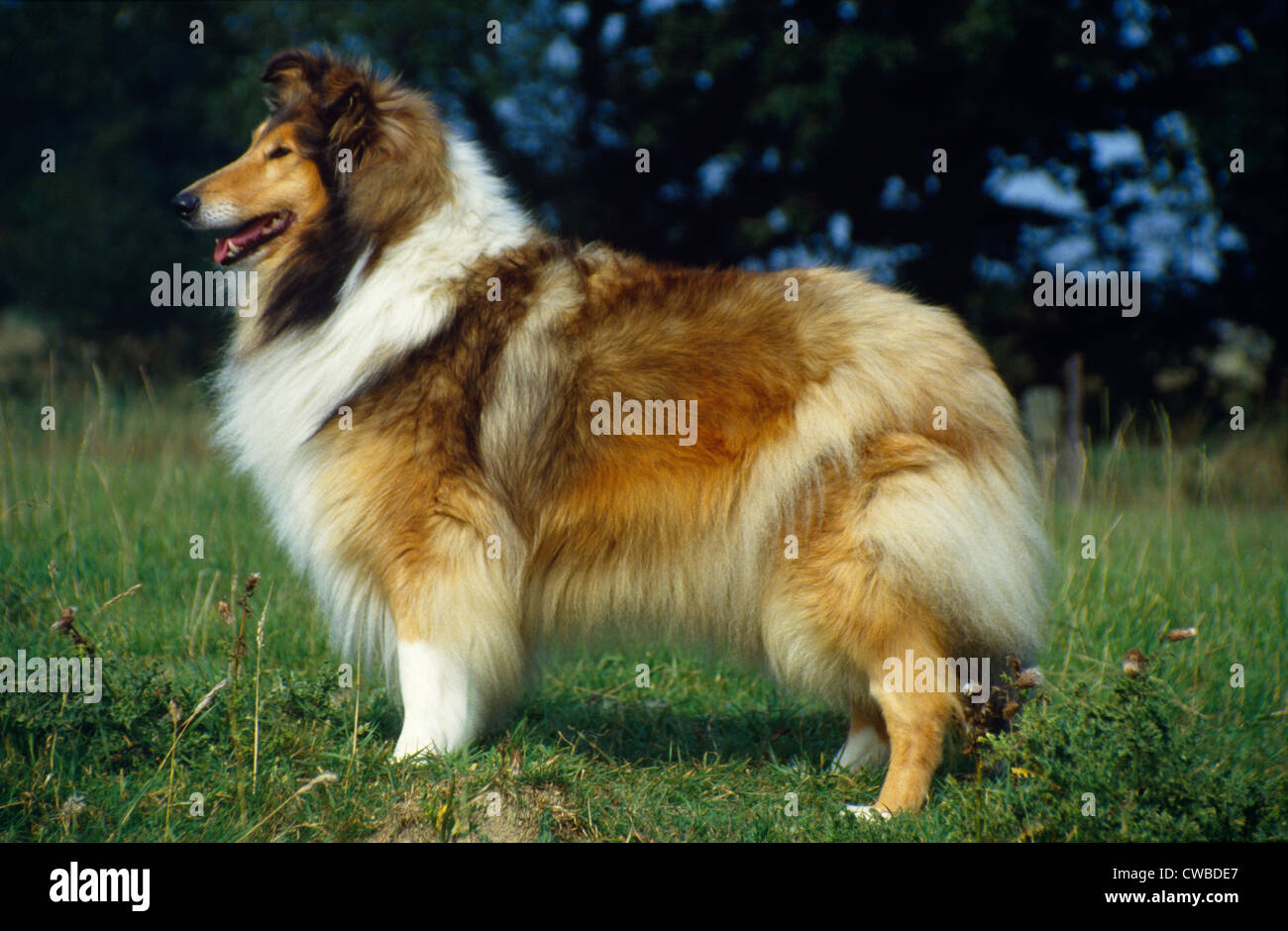 SIDE VIEW OF A BEAUTIFUL ROUGH COLLIE STANDING IN YARD Stock Photo - Alamy