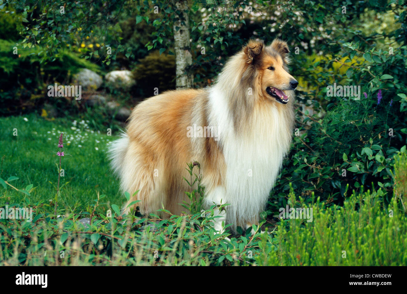 SIDE VIEW OF A BEAUTIFUL ROUGH COLLIE STANDING IN YARD Stock Photo - Alamy