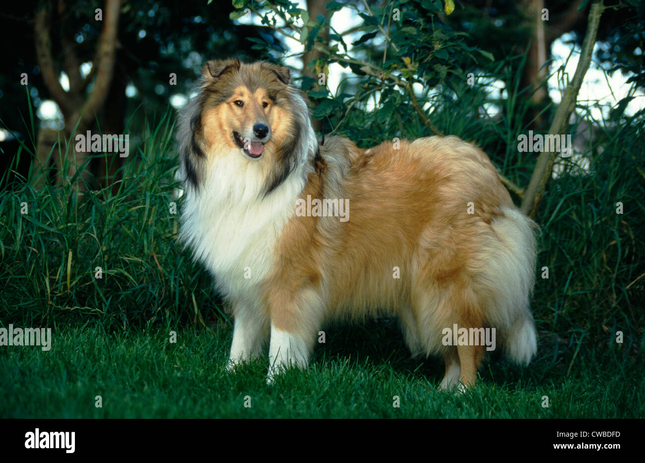 SIDE VIEW OF A BEAUTIFUL ROUGH COLLIE STANDING IN YARD Stock Photo - Alamy