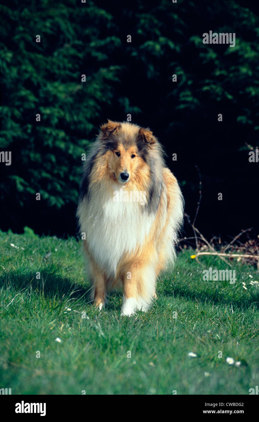 FRONT VIEW OF A BEAUTIFUL ROUGH COLLIE STANDING IN YARD Stock Photo - Alamy