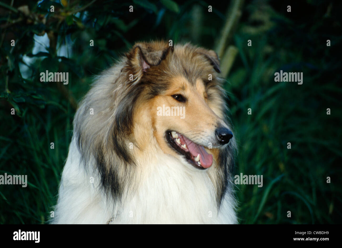 CLOSE UP OF BEAUTIFUL ROUGH COLLIE Stock Photo - Alamy
