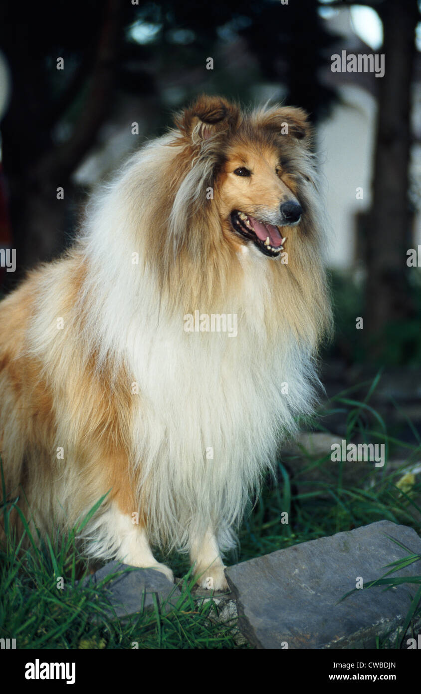 BEAUTIFUL ROUGH COLLIE SITTING IN YARD Stock Photo - Alamy