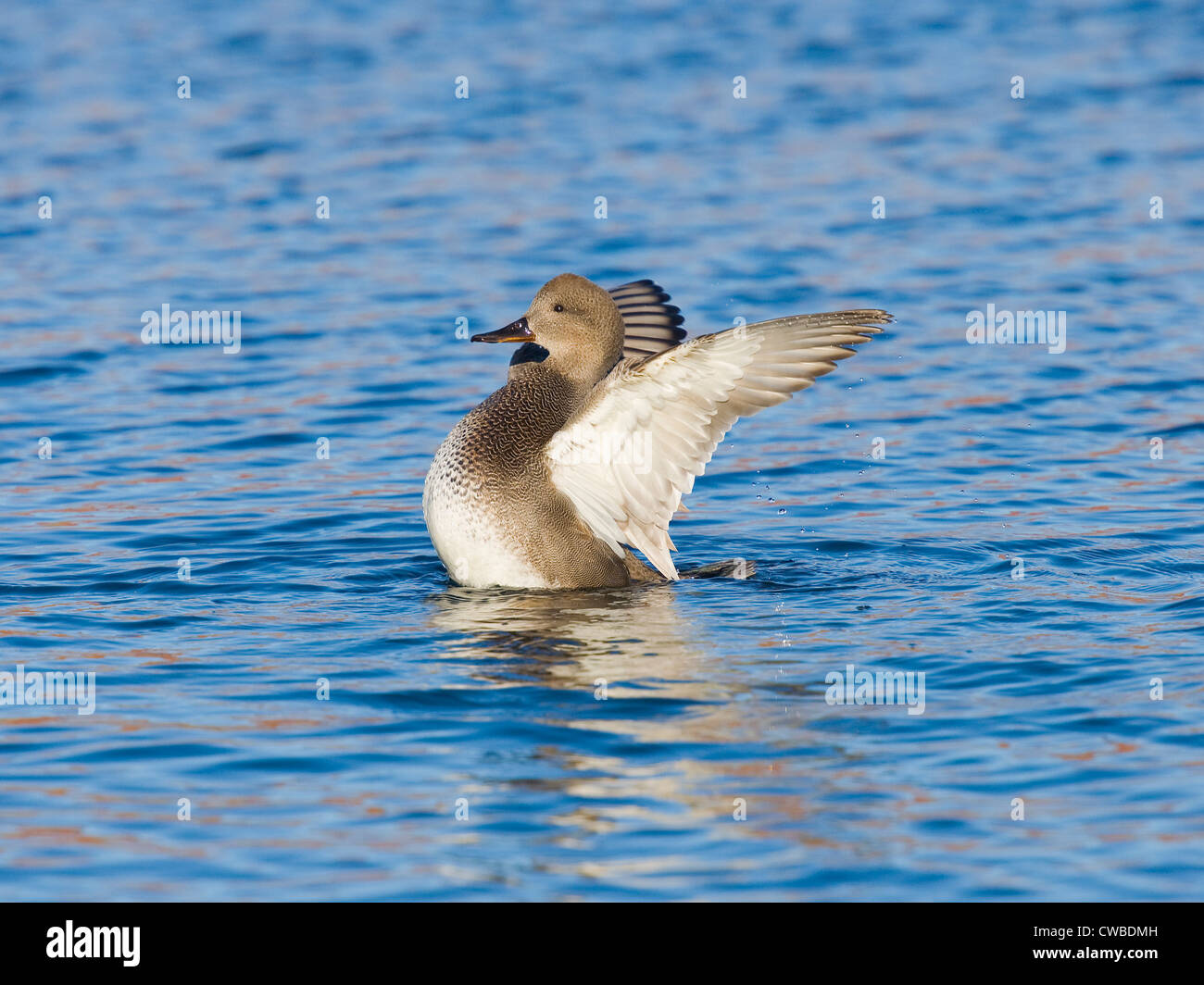 Gadwall hen hi-res stock photography and images - Alamy