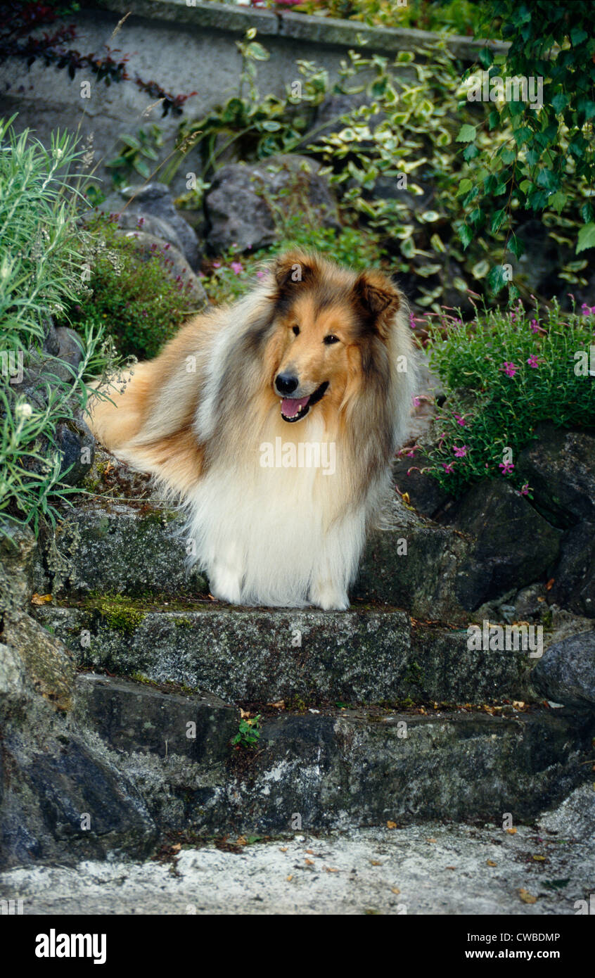 BEAUTIFUL ROUGH COLLIE SITTING ON STEPS Stock Photo - Alamy